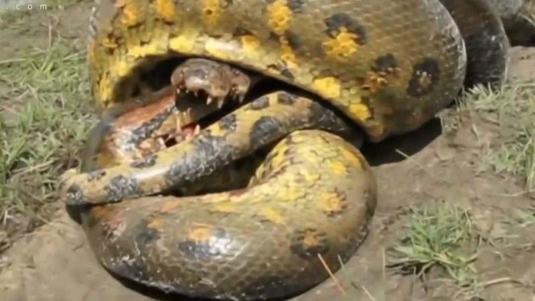 Python和鳄鱼。蟒蛇杀死凯门鳄