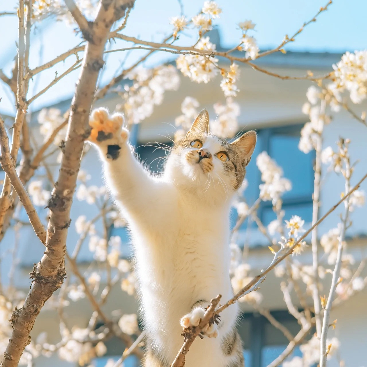 百川香森 