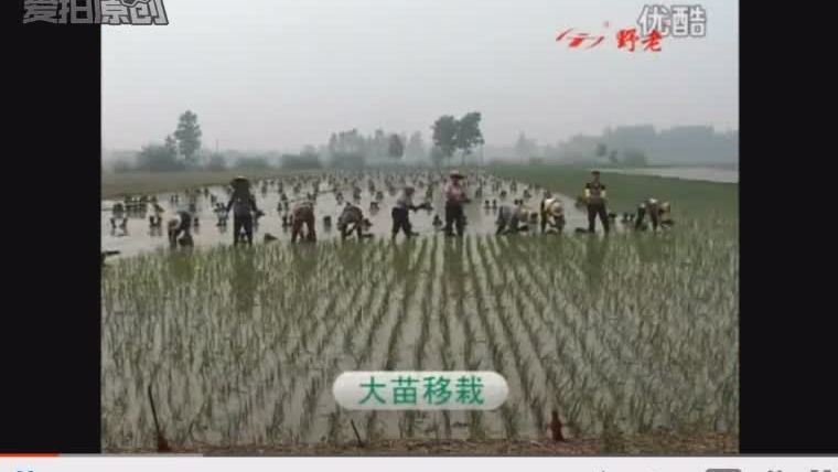 水稻旱直播种植技术