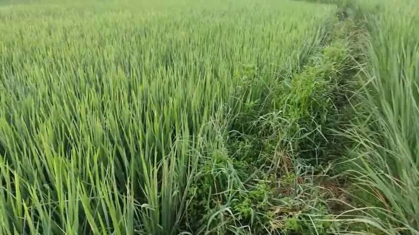 昨天试网水稻田,收获不错,今天把网全部排稻田,看下收获怎样