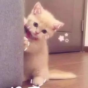 安静的高级架构师 