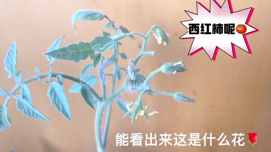 只开花不结果的西红柿ߍ