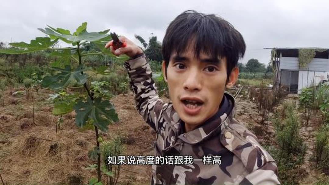 去年插的无花果,今年就结果了,刚好一年时间