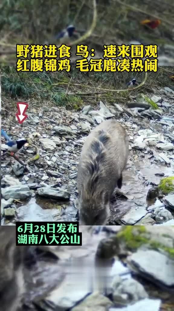 6月28日,湖南,八大公山国家级自然保护区现野生动物"联欢会"