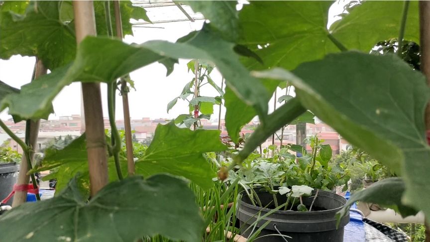 记录浅池式二培丝瓜生长情况。