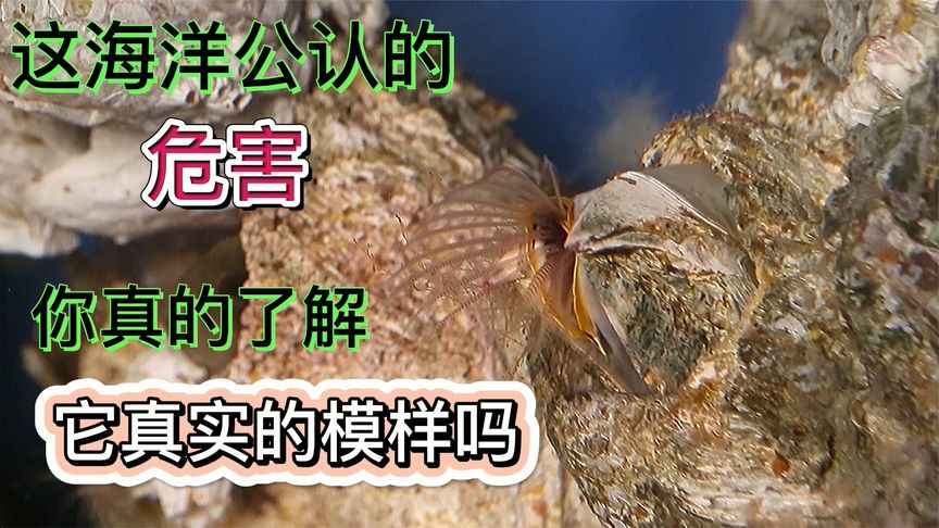 多少海洋动物被藤壶折磨而亡,海洋公认的灾难,被人类摆上餐桌?