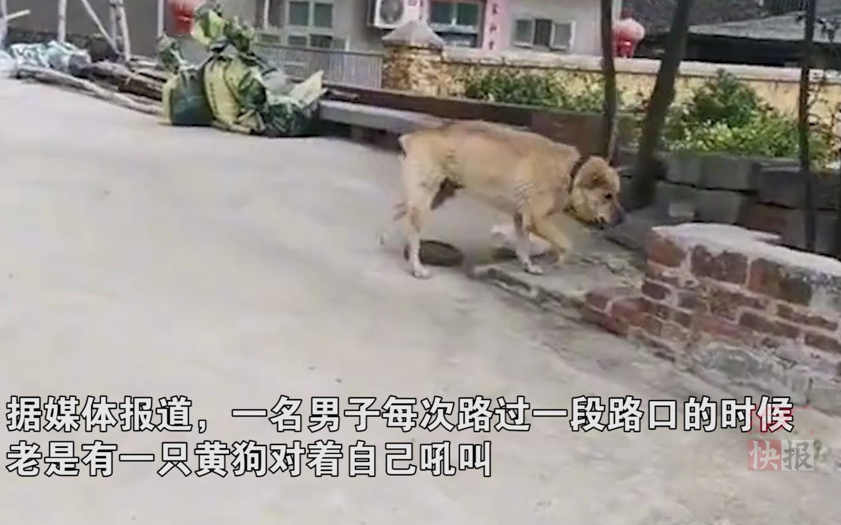 男子每天过街被黄狗追着咬,无奈召出自家恶犬,脖戴钢链气势碾压