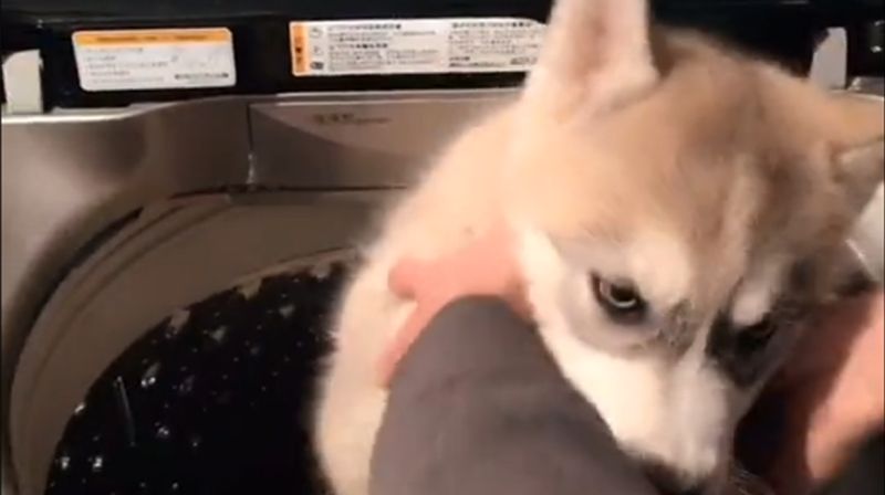 如何给狗狗洗澡,这一招真生猛!