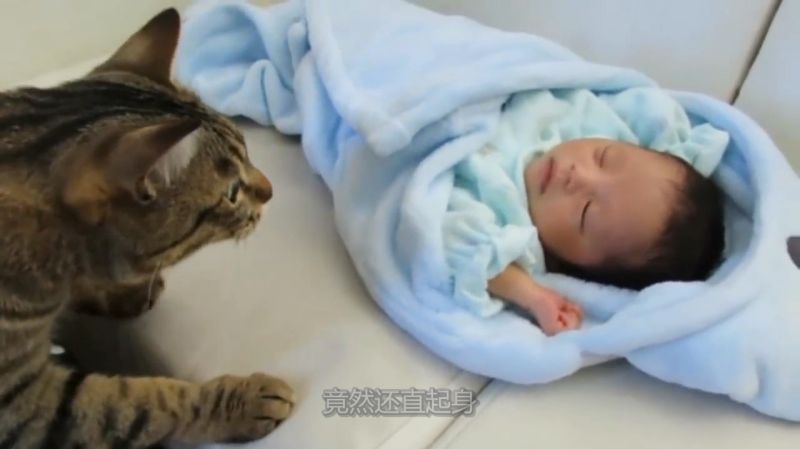 猫咪第一次见到小主人,竟然悄悄看小主人,猫咪的举动非常有爱