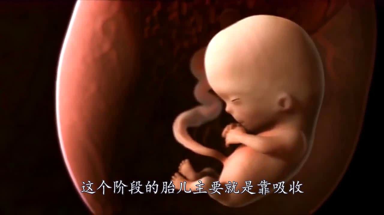 胎儿从成型到出生,究竟经历了什么?动画还原四十周