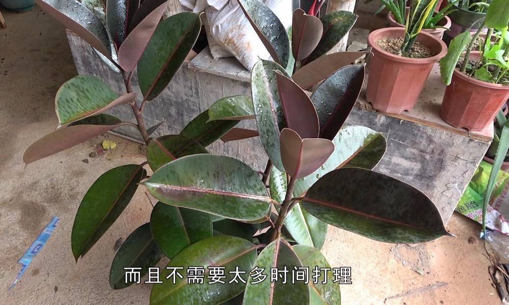 养橡皮树,掌握正确的养殖方法,不用花钱,蹭蹭疯长