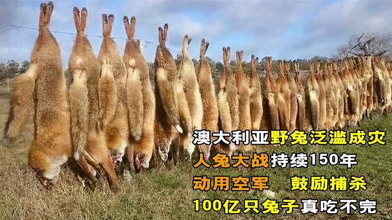 野兔澳洲没有天敌,人兔大战持续150年,经济损失上百亿美元