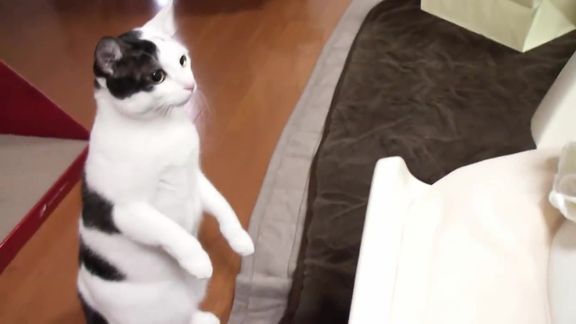 女主抱着刚出生的小宝宝回家,猫咪的反应太逗了,镜头记录全过程