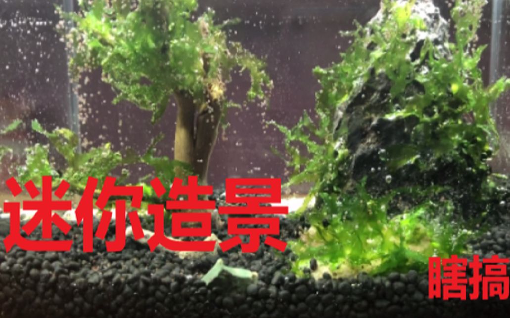 【水草缸】迷你造景过程,新手瞎搞!