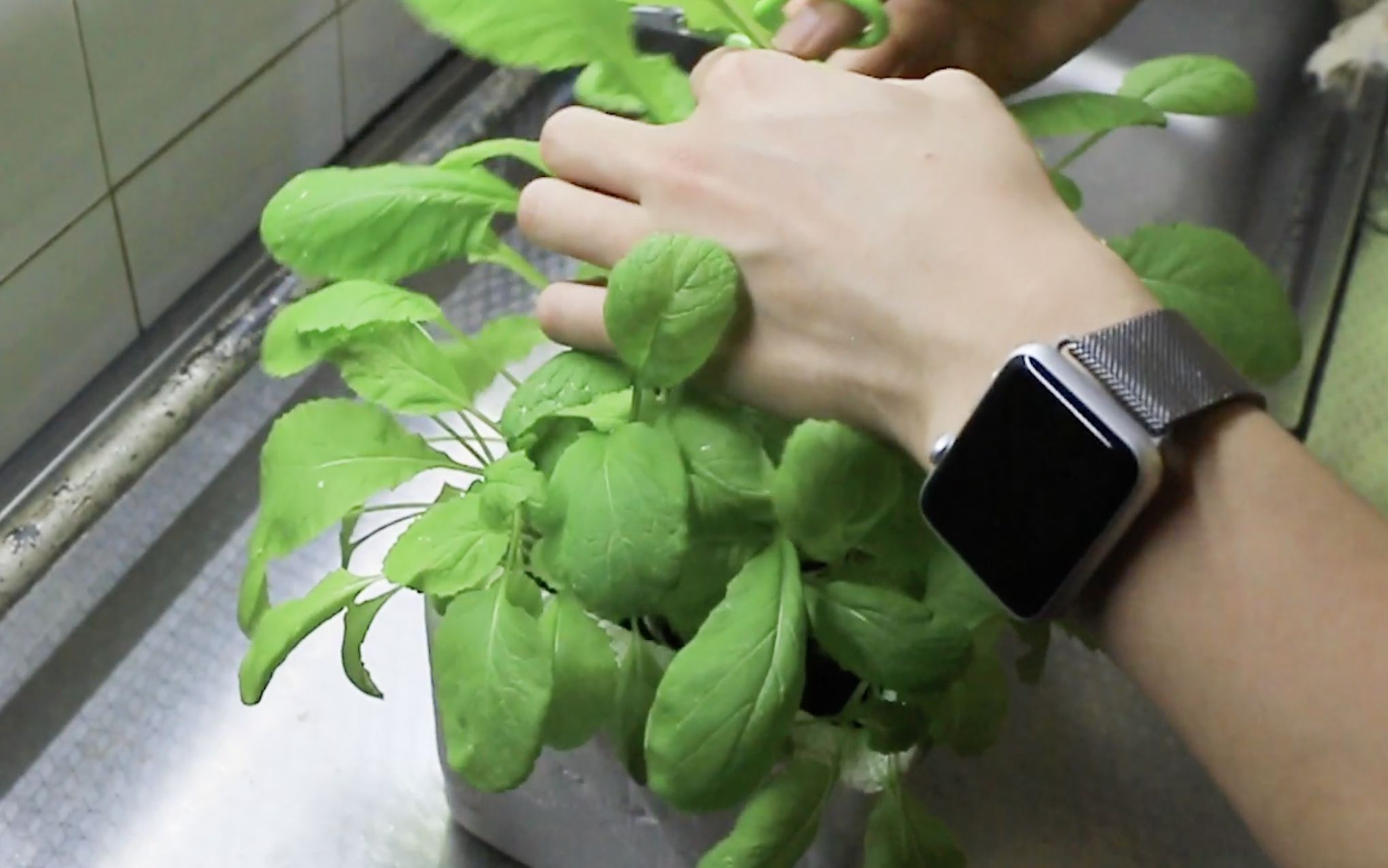 阳台种植日常第二次新植小白菜的30天种植成长过程与收获享用
