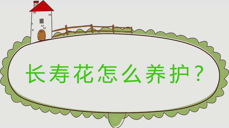 长春花怎么养护,不妨试试这样的养殖方式