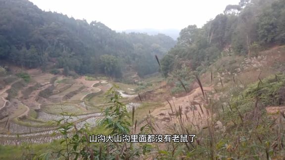 田野外装个老鼠笼,那个结果
