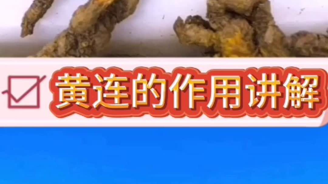 黄连的讲解知识
