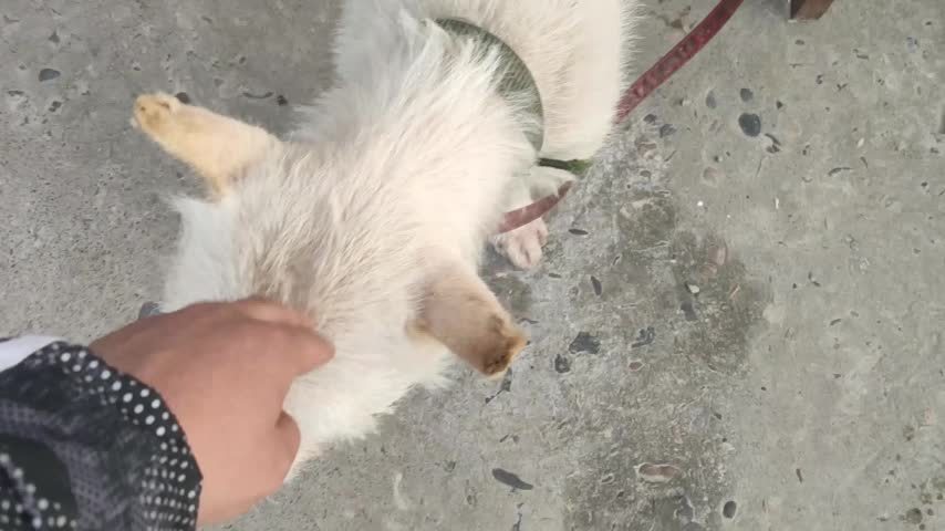 小赵救助流浪狗,狗狗皮肤病严重,看看最近治疗效果怎么样