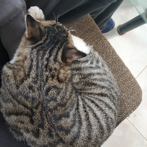 散养梨花猫呵呵 