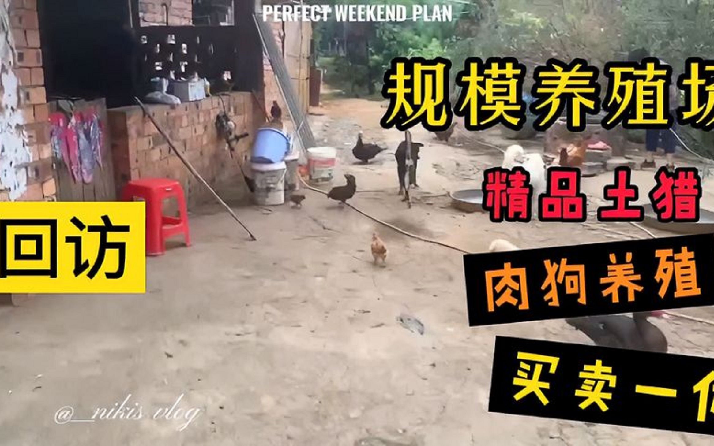 带你走规模养殖场的一些建设与路线,喜欢养狗的可以交流一下!