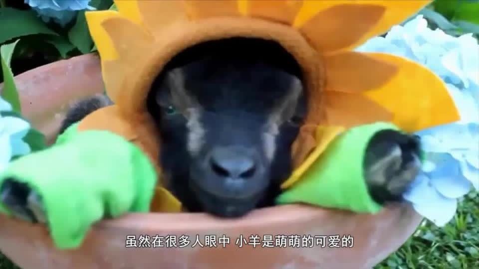 羊的视频大全搞笑视频