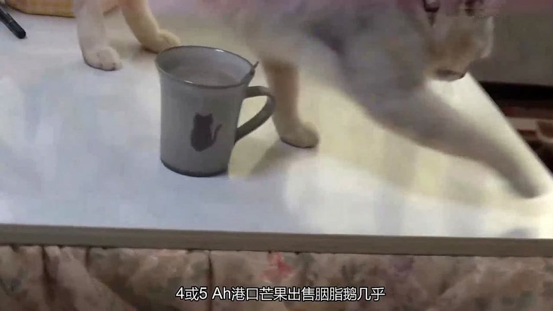 家里的咖啡是正宗的猫屎咖啡吗,让猫来鉴定一下