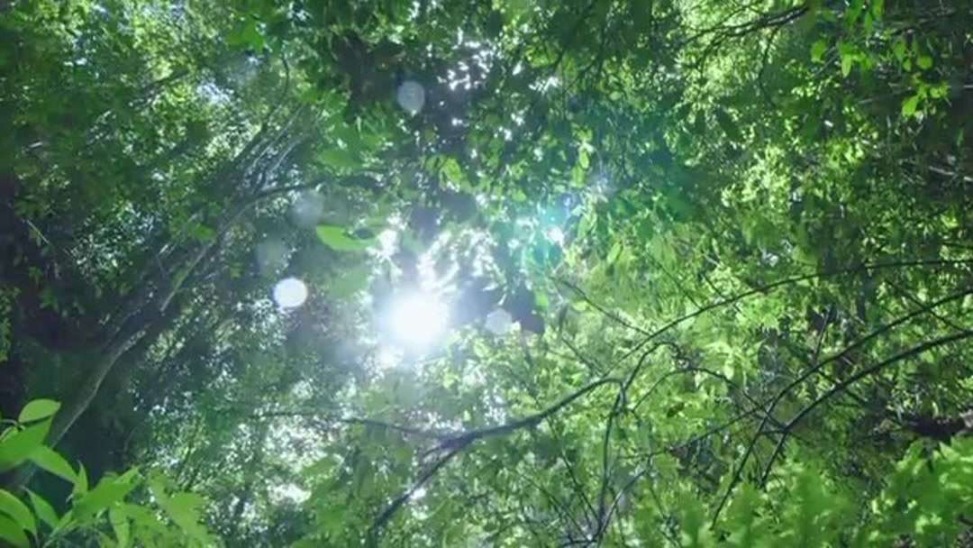 热带雨林昆虫和植物