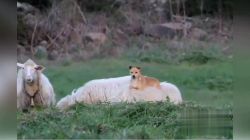 这狗东西模仿人骑马,看淡定的神情就知道是老司机#爆笑动物在哪里#