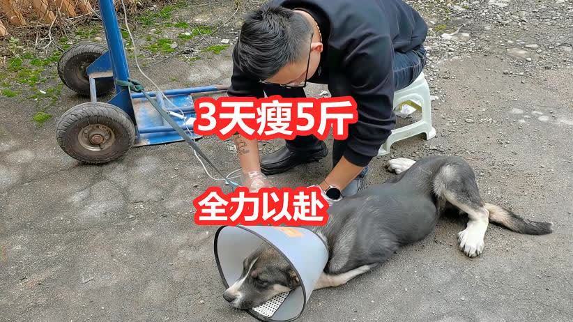 中亚猎狼犬得了细小加挂冠状,只有50%成活率,看看治疗费花多少钱