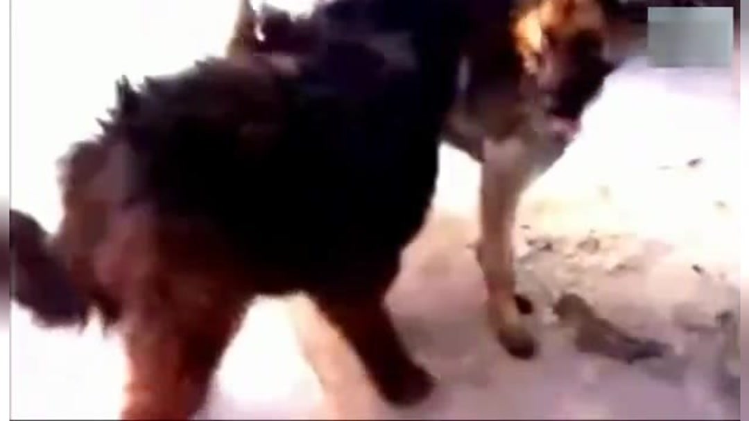 500斤的藏獒和狼狗为了食物打架,农村主人看了都害怕