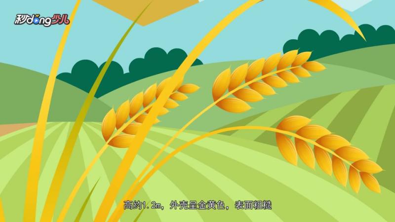 水稻与小麦的区别