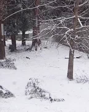 【中国大熊猫治愈无数外国网友 雪地打滚视频走红】当地时间1月31日,...