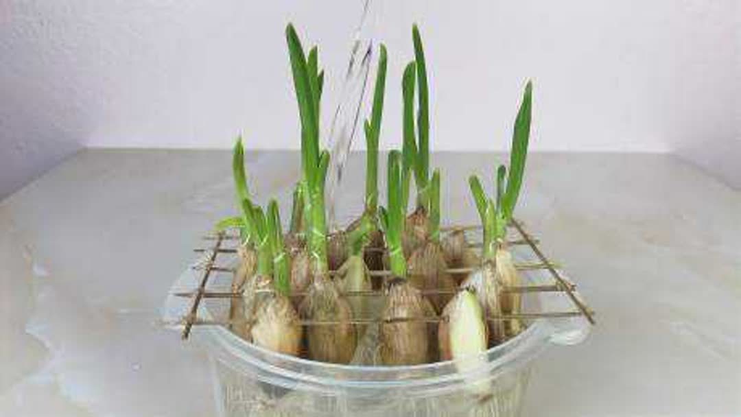没地种大蒜,自己水培蒜苗,几天就发芽长叶子,绿色环保无污染