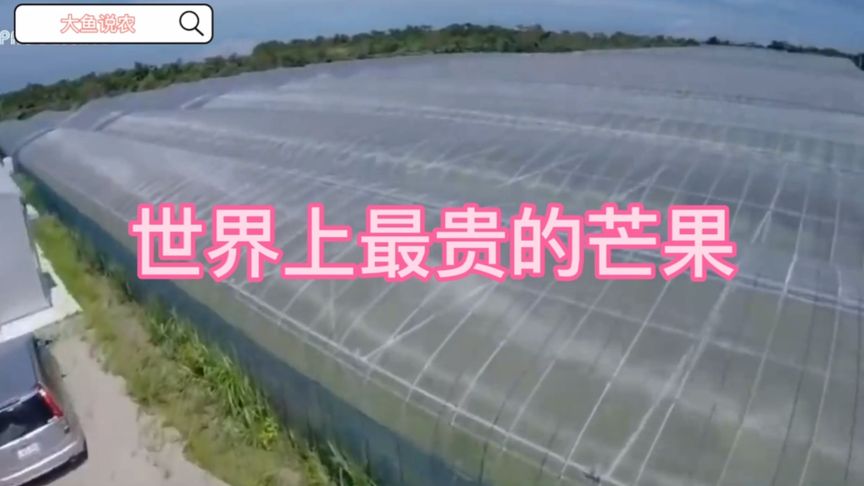 世界最贵芒果种植技术