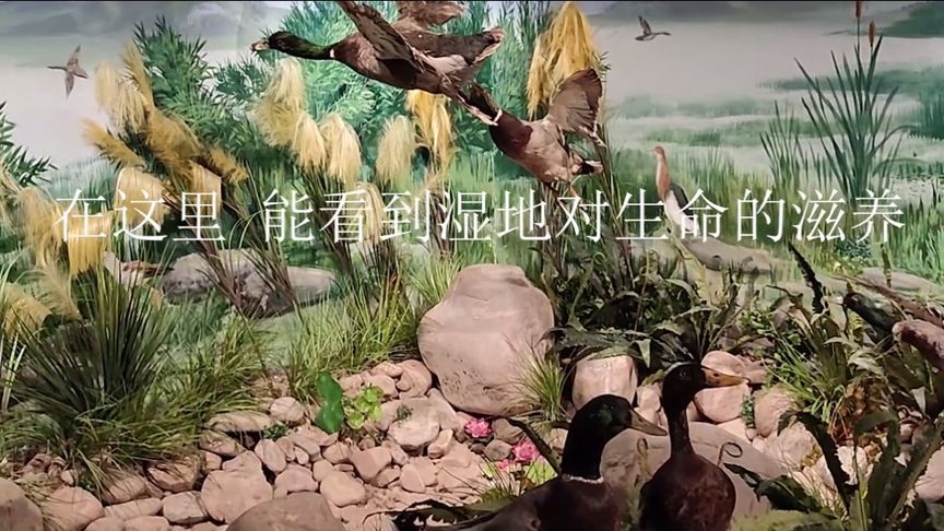一个山水相间巧妙结合的地方,鸟叫虫鸣,百鸟朝凤