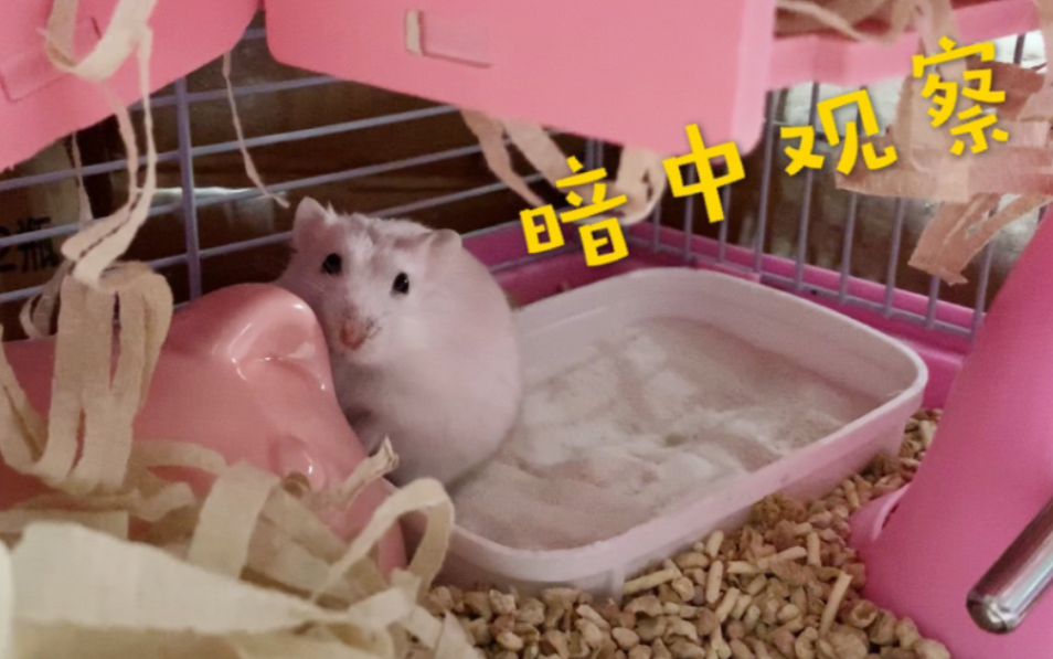 #奶茶观察日记30#用新垫料给仓鼠洗个澡,于是她。