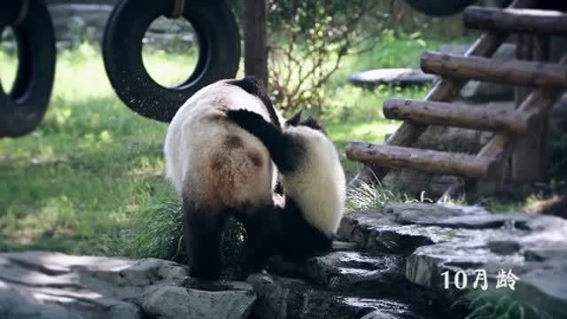 熊猫从出生到365天全过程