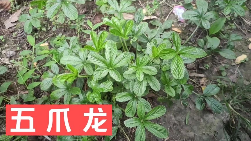 路边小小的野生植物～蛇含委菱草,看到挖回家煮水喝,效果很好