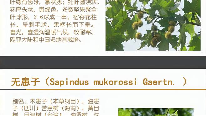 园林植物分类简介(1)