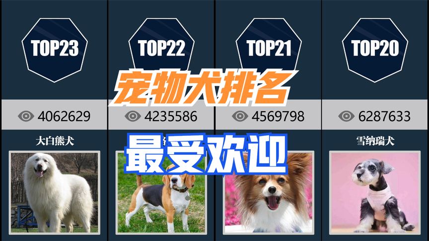 最受欢迎的宠物犬排名,铲屎官们来报到