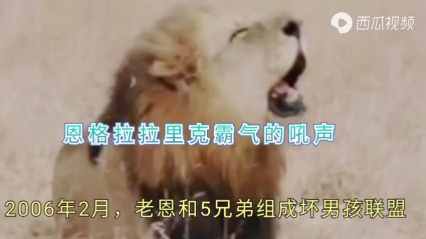 狮王之王:恩格拉拉里克~霸气侧漏!
