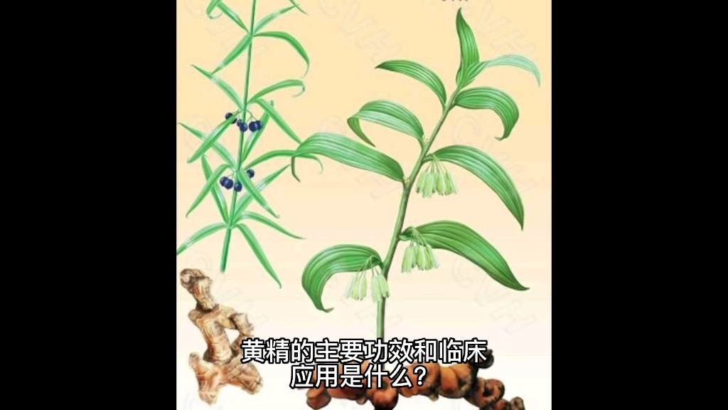 黄精的主要功效和临床应用是什么?