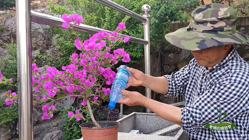 盆栽没人浇水怎么办?用水瓶制作滴灌工具,出门20天没有问题!