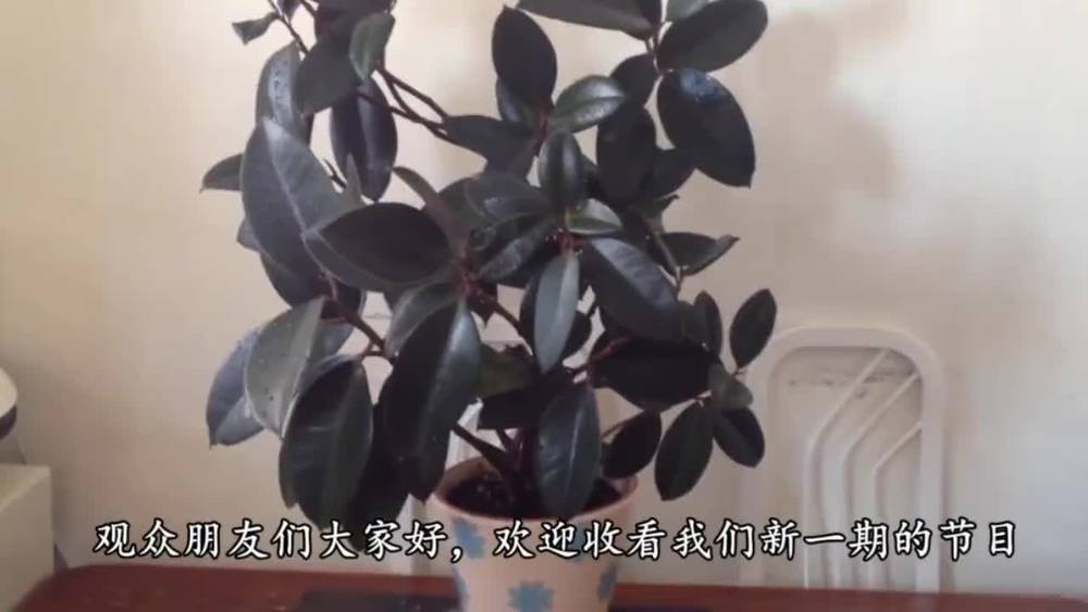 如何养好橡皮树?教你养殖小技巧,叶片又肥又大