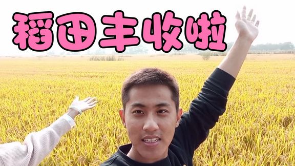 稻田丰收准备收割啦,金灿灿的一大片,一眼望不到头!