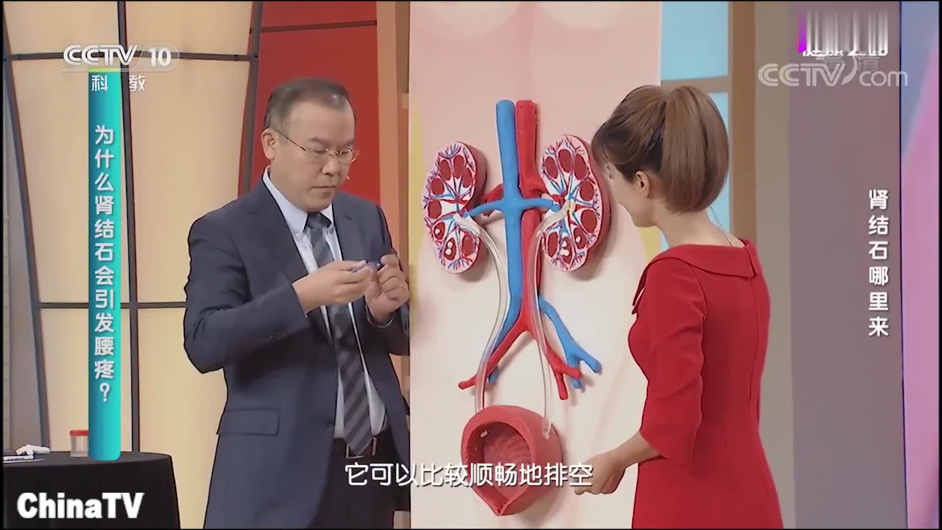 为什么肾结石会引发腰疼?这个模型能把疼痛还原,帮你理解原理