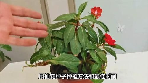 凤仙花种子种植方法和最佳时间你知道吗?