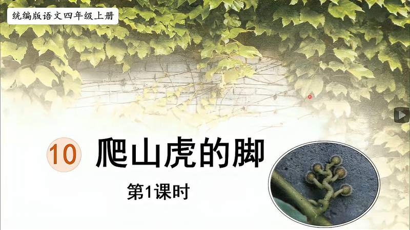 部编版小学语文四年级上册10.爬山虎的脚第一课时