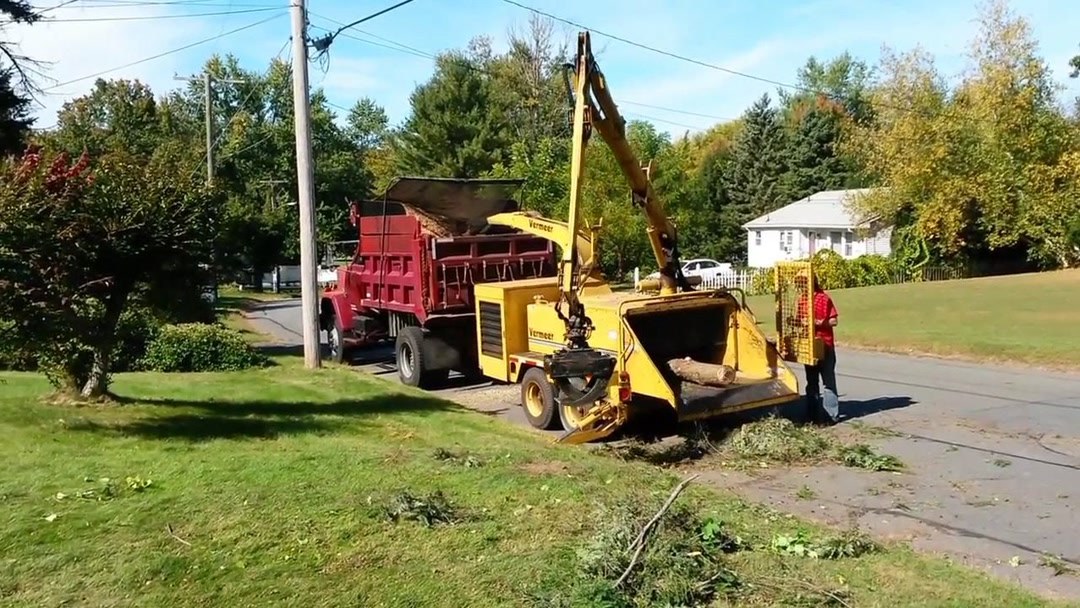 看德国人是怎样处理砍伐后树木的,这种方式真是大开眼界